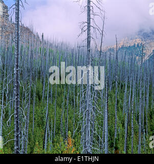 Lodgepole pine (Pinus contorta) regeneration after forest fire Chute ...