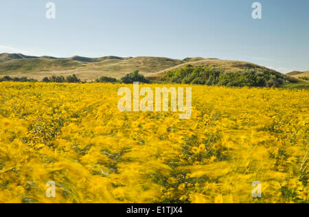 Blooming flowers in scenic Saskatchewan Stock Photo - Alamy