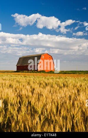 old red barn next to wheat field, near Elrose, Saskatchewan, Canada ...