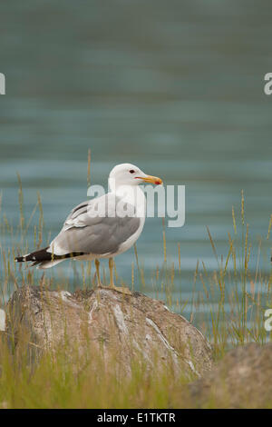 California Gull (Larus californicus) Aves Stock Photo - Alamy