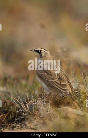 Horned Lark, Eremophila alpestris, Olympic National Park, Washington ...