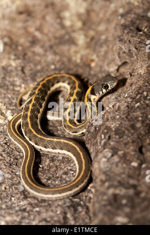 Black-necked Garter Snake Thamnophis cyrtopsis Elgin Arizona United ...