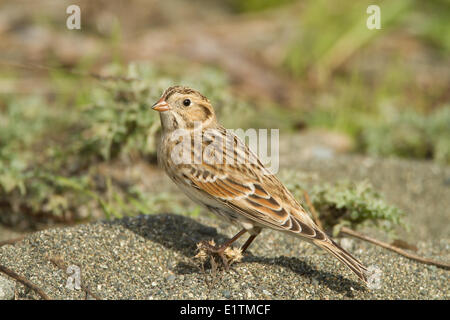 Lapland Longspur, Calcarius lapponicus, Victoria, BC, Canada Stock ...