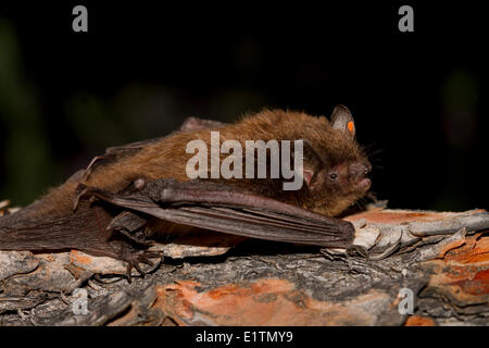 Long legged Myotis Myotis volans Patagonia ARIZONA United States June ...