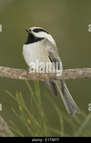 Mountain Chickadee, Poecile gambeli, Lilloot, BC, Canada Stock Photo ...