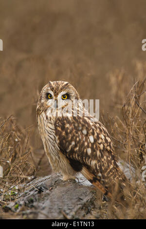 short eared owl at Vancouver BC Canada Stock Photo - Alamy