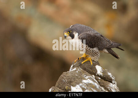 Peregrine Falcon, Falco peregrinus, Kamloops, BC, Canada Stock Photo ...