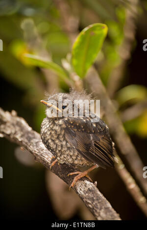 Puaiohi, Small Kauai Thrush, Myadestes palmeri, endangered Stock Photo ...