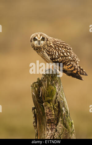 short eared owl at Vancouver BC Canada Stock Photo - Alamy