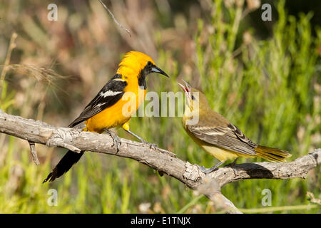 Scott's Oriole (Icterus parisorum), Aves, Santa Cruz County, AZ, USA ...