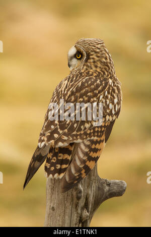 short eared owl at Vancouver BC Canada Stock Photo - Alamy