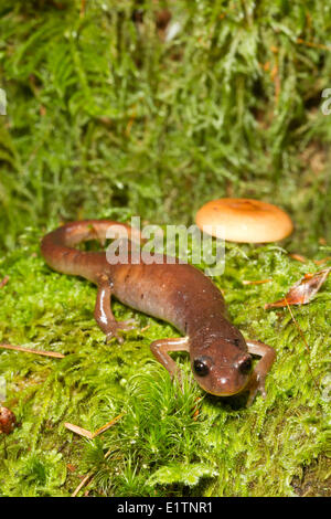 Ensatina (Ensatina eschscholtzii Stock Photo - Alamy