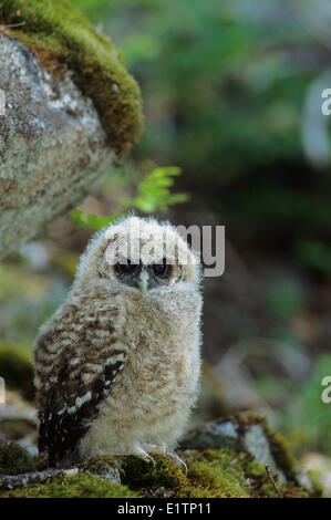 Fledgling Northern Spotted owls (Strix occidentalis caurina) an ...