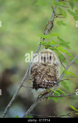 Fledgling Northern Spotted owls (Strix occidentalis caurina) an ...