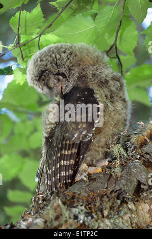 Fledgling Northern Spotted owls (Strix occidentalis caurina) an ...
