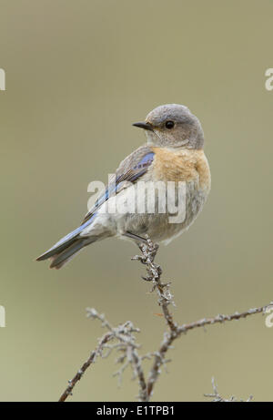 western bluebird (Sialia mexicana) is thrush native to California and ...