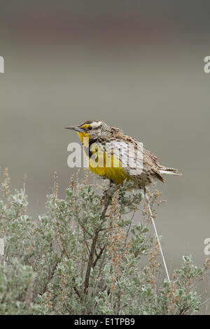Western Meadowlark, Sturnella neglecta, Washington, USA Stock Photo - Alamy
