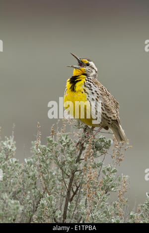 Western Meadowlark, Sturnella neglecta, Washington, USA Stock Photo - Alamy