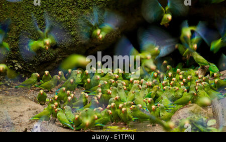 Cobalt-winged Parakeets at a clay lick near the Napo river Ecuador ...