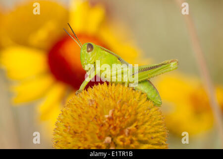 Orthoptera sp, Grasshopper Stock Photo - Alamy