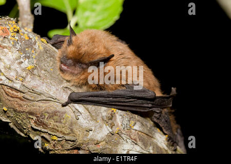 California Myotis, Myotis californicus, Lillooet, BC, Canada Stock ...