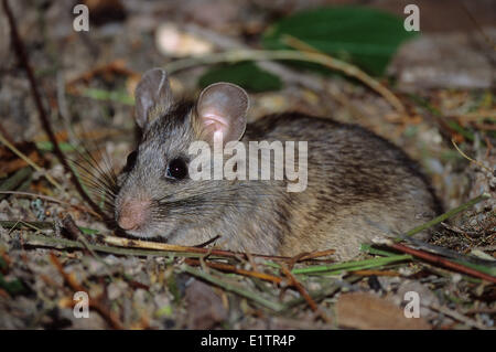 Bushy-tailed Woodrat (Neotoma cinerea Stock Photo - Alamy