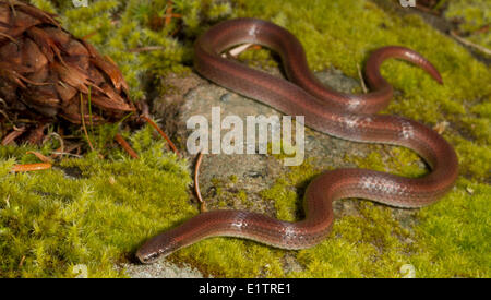 Sharp-tailed Snake, Contia tenuis, North Pender Island, BC, Canada ...