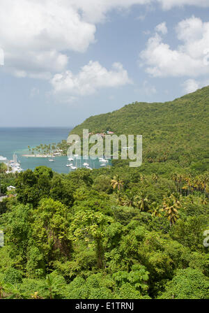rainforest tree, St Lucia Stock Photo - Alamy