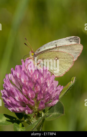 Pink-edged Sulphur Butterfly, (Colias interior Stock Photo - Alamy