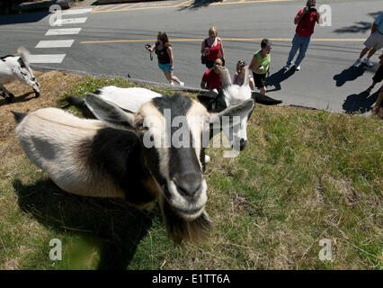Coombs famous goats on the roof, Coombs, Vancouver Island, British ...