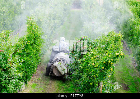 Tractor in apple farm. Tractor and trailer with crates for apples ...