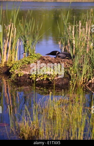 Common loon sitting on nest incubating her eggs in Canada Stock Photo ...
