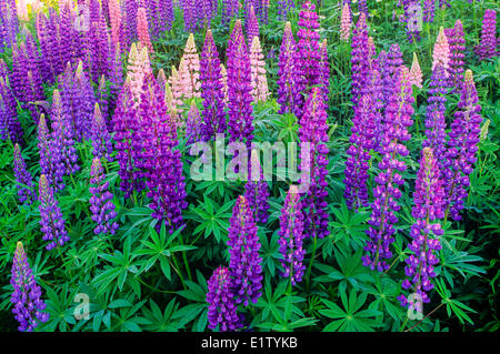 Lupine flowers, lupinus perennis blooming in a native prairie ...