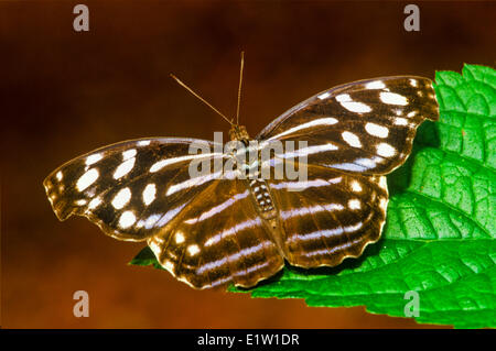 Royal Blue (Myscelia cyaniris Stock Photo - Alamy