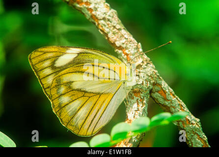 Common Sergeant Butterfly (Athyma perius Stock Photo - Alamy