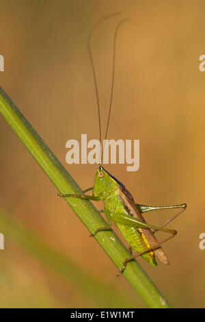 Katydid, or bush-cricket, (family Tettigoniidae) on a leaf Stock Photo ...