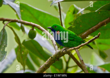 orange-eared tanager (Chlorochrysa calliparaea), bathing Stock Photo ...