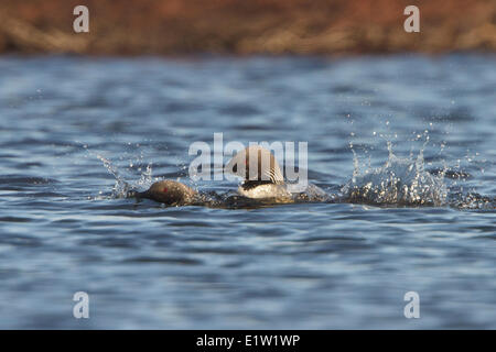 Pacific Loon, Gavia pacifica, displaying their breeding rituals on a ...