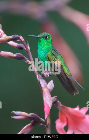 Stripe-tailed Hummingbird (Eupherusa eximia) piercing a Desconocido ...