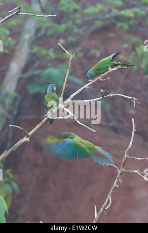 Blue-headed Macaw, Primolius couloni, at the National exhibition of ...