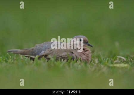 West Peruvian Dove (Zenaida meloda Stock Photo - Alamy
