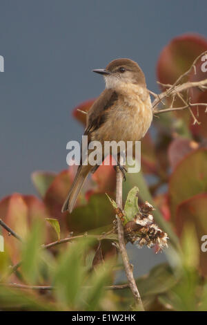 White-throated Tyrannulet (Mecocerculus leucophrys) Aves Stock Photo ...
