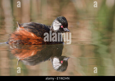 White-tufted grebe Rollandia rolland pair at nest site Falkland Islands ...