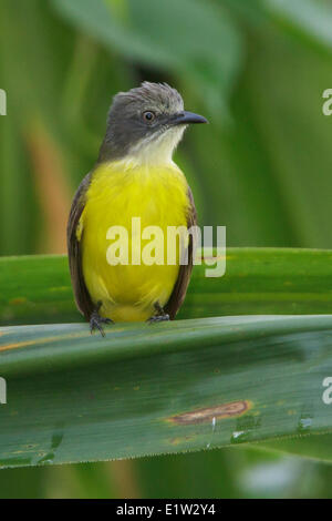 Gray-capped flycatcher (Myiozetetes granadensis Stock Photo - Alamy