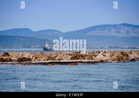Tugboat pulling log boom in Georgia Strait, north of Nanaimo, Vancouver ...