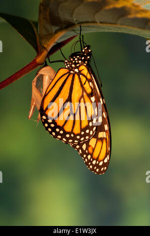 Monarch butterfly emerged from cocoon, empty chrysalis, pumping ...