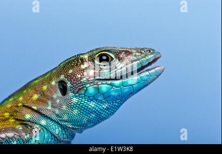 Rainbow Whiptail (Cnemidophorus lemniscatus), a lizard found in South ...