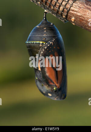 chrysalis with butterfly inside. metamorphosis Stock Photo - Alamy