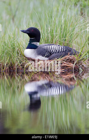 Common Loon Baby Chick on nest about couple hours after hatching ...