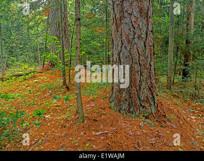 Canada, Ontario, Temagami, old growth pine forest (Large format sizes ...